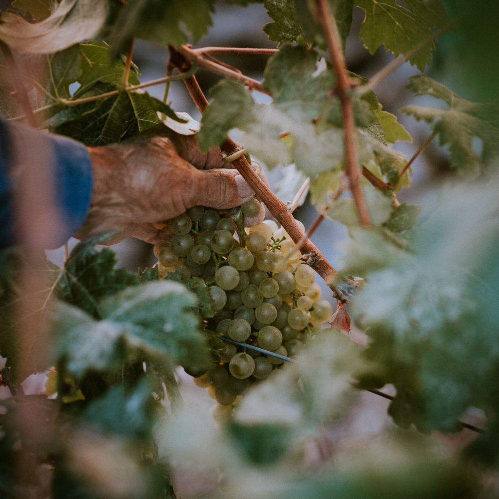 The grape varieties of Bodegas Ferrera and their characteristics